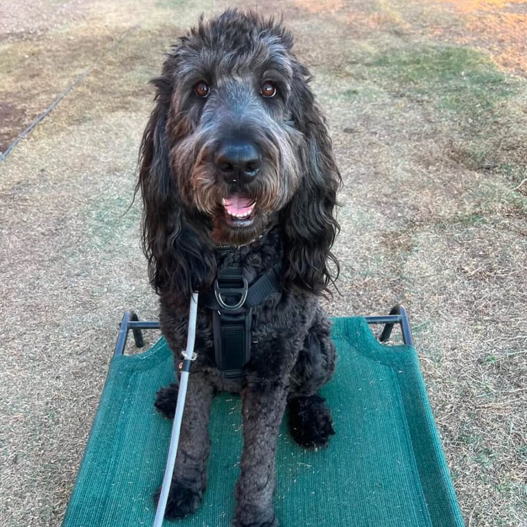 About Our Trainers | Paws on Command